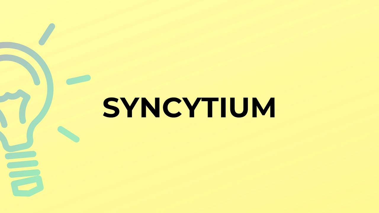 What is the meaning of the word SYNCYTIUM? - YouTube