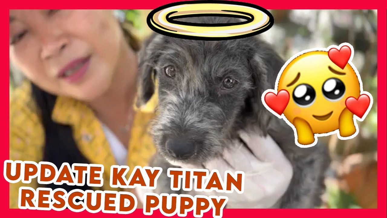 Update kay Titan (The survivor puppy) hindi na kalbo - YouTube