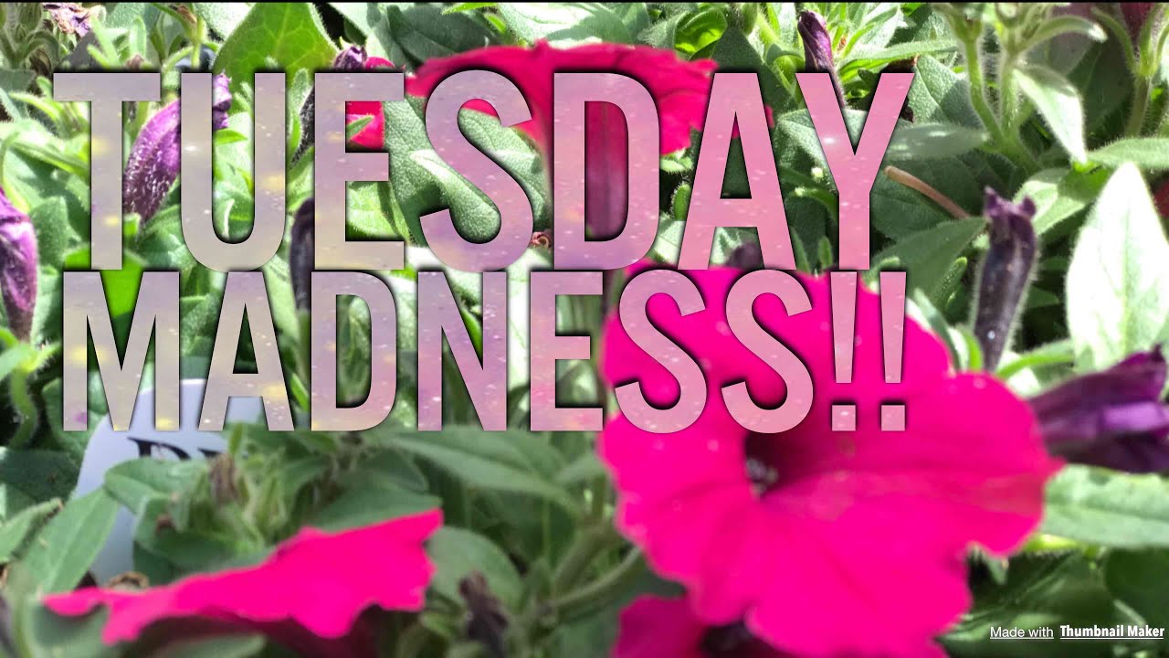 Tuesday madness! - YouTube