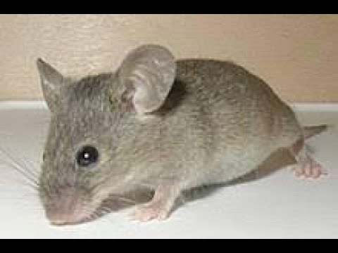 Gerçek Fare Sesi #shortvideo #shorts #reels #fare #mause