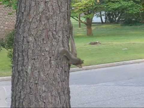 Freaky Squirrels - YouTube