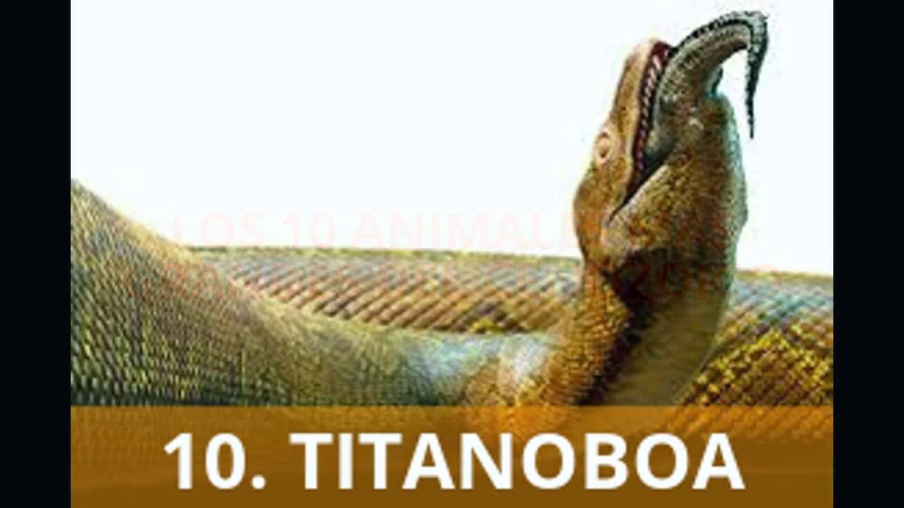 TOP 10 ANIMALES EXTINGUIDOS MÁS GRANDES DEL CENOZOICO - YouTube TOP 10 ANIMALES EXTINGUIDOS MÁS GRANDES DEL CENOZOICO - YouTube