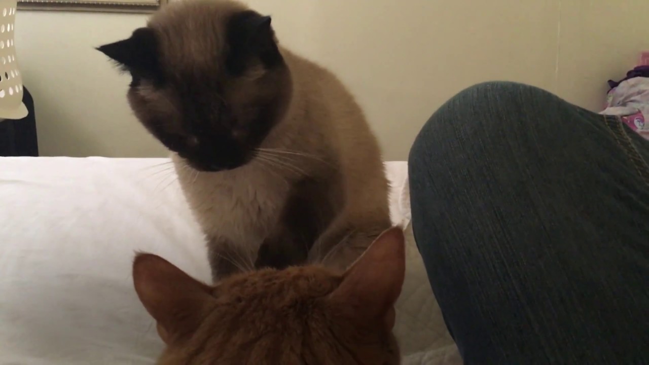 Max Likes to be in Control/ Dominant Cat - YouTube