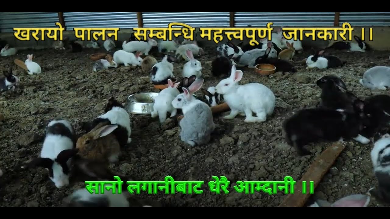 खरायो पालन सम्बन्धि महत्त्वपूर्ण जानकारी ।। Rabbit Farming In Nepal ...