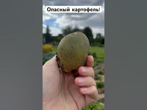ЯДОВИТЫЕ вещества в картофеле (тестирование на насекомых) #огород #еда ...
