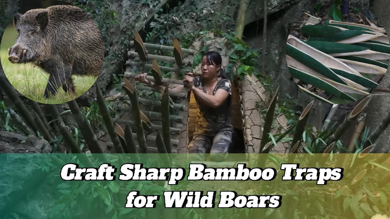 Worried About Night Attacks? Craft Sharp Bamboo Traps for Wild Boars ...