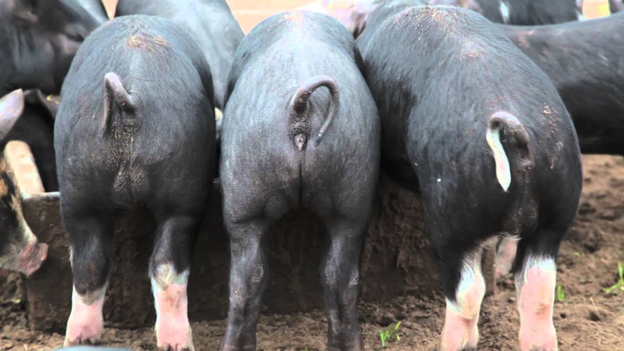 Varkens en hun krulstaarten - Wakker Dier - YouTube