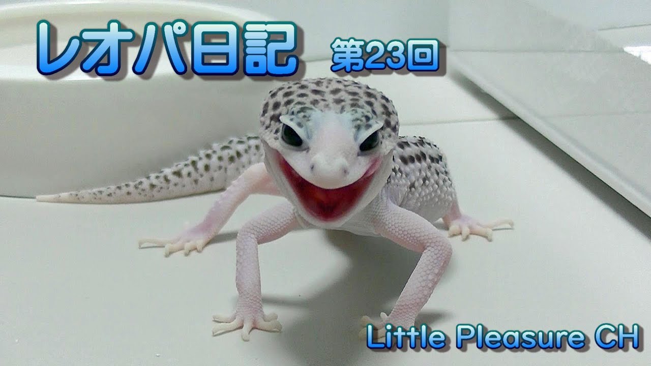 【レオパ日記 #23】綺麗なレオパのコスモちゃん、上手に生餌に食い付けるか？【Cosmo】Leopard Gecko Diary #23 ...