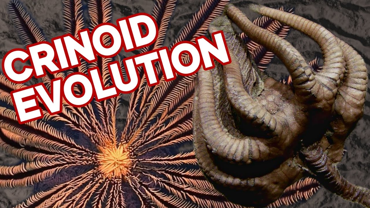 Crinoid Evolution: The Fascinating Journey of Feather Stars and Sea ...