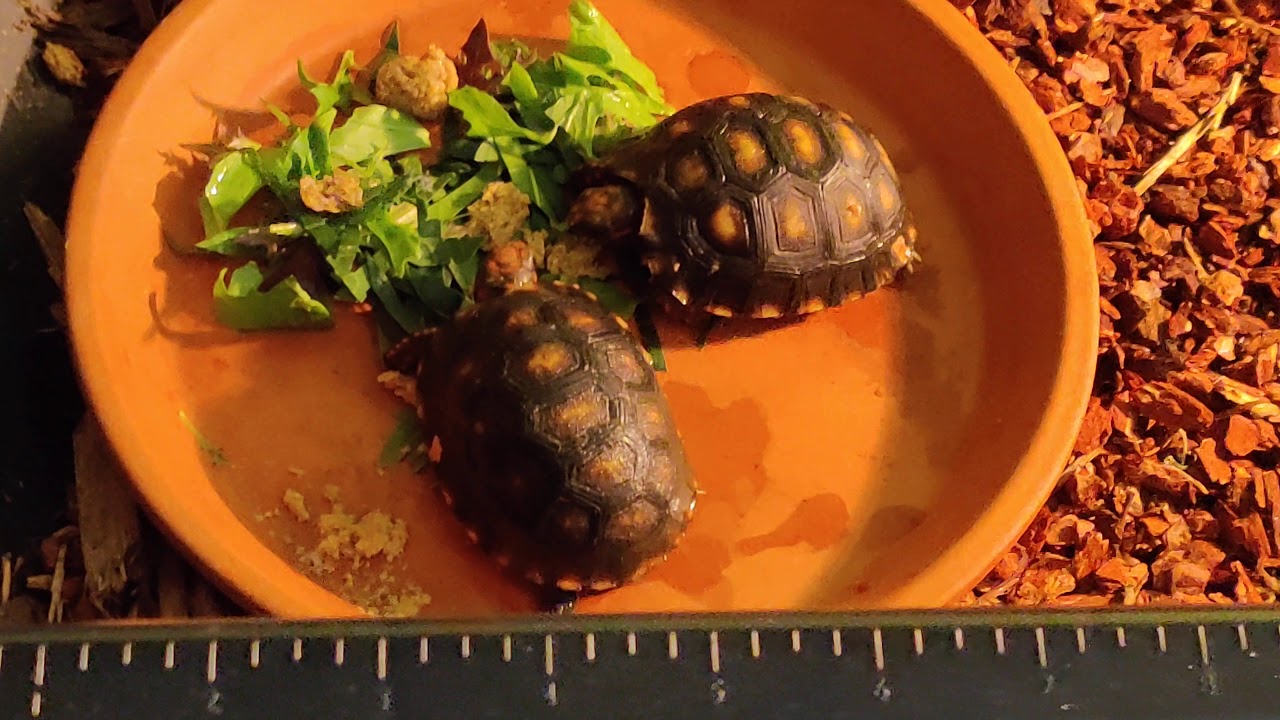 Cherry 🍒 head tortoise hatchlings having breakfast just got them today 10-8-2019 - YouTube
