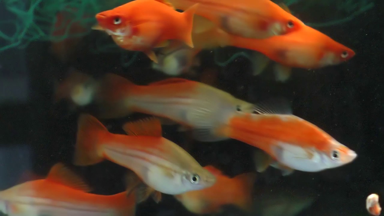 Neon and Red Brick Swordtail Fish - YouTube