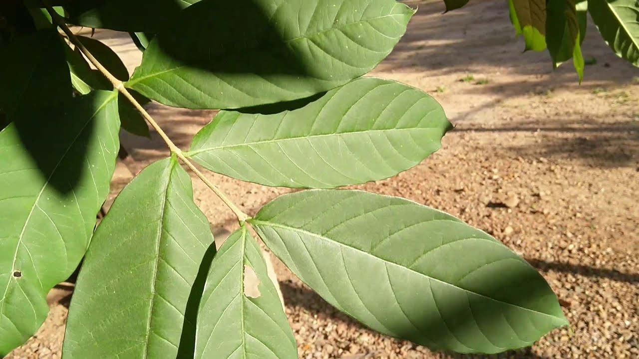 Kutaja | Stri Kutaja | Surya paki kutaja taila | Ayurveda | Ayurvedam ...