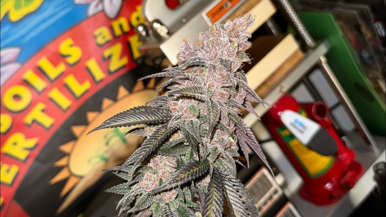 Wildberry Kush Breath by Lokie Genetics (Strawberry Kush Breath x ...