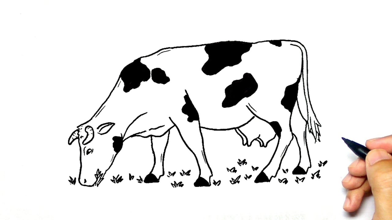 Mudah👌!!? Cara menggambar sapi makan rumput - YouTube