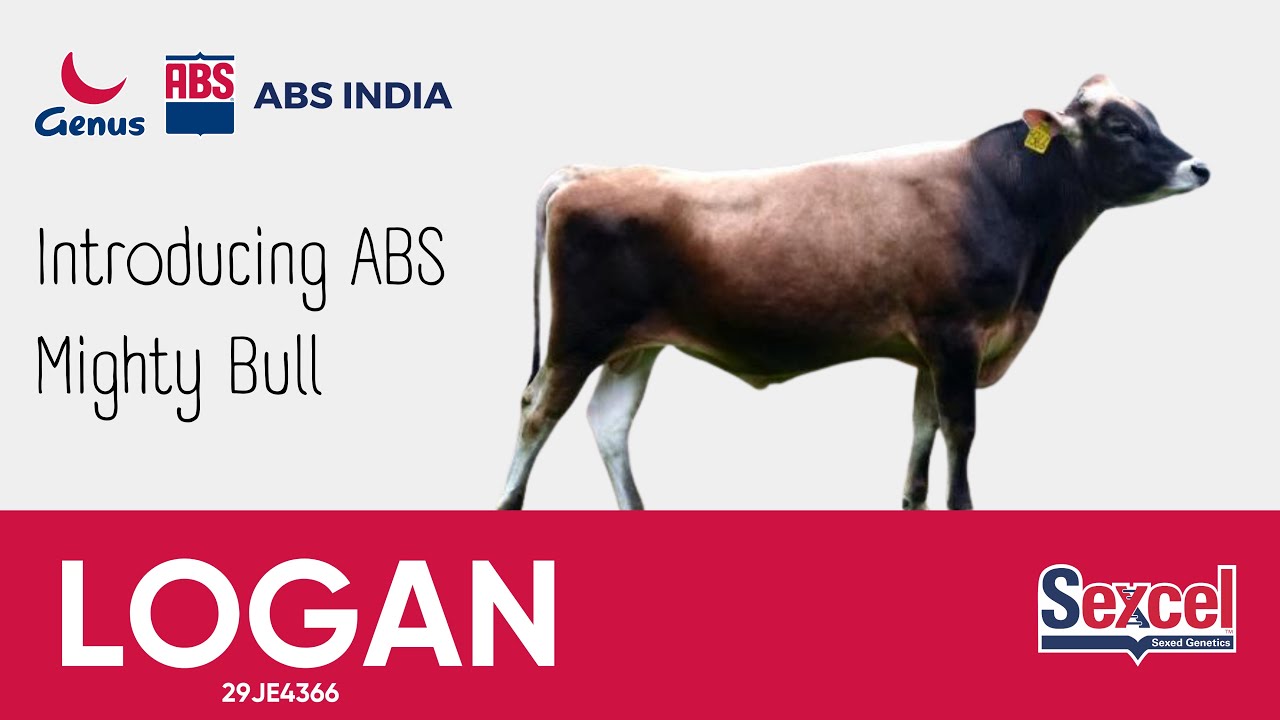 Unleash Unprecedented Dairy Success with ABS Logan Bull! - YouTube