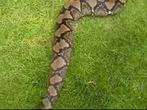 GIANT SNAKE, SERPIENTE GIGANTE PITON RETICULADO - YouTube