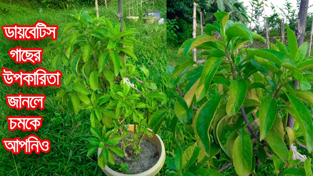 ডায়বেটিস গাছের উপকারিতা জানলে চমকে যাবেন আপনিও? - Diabetes Tree - YouTube