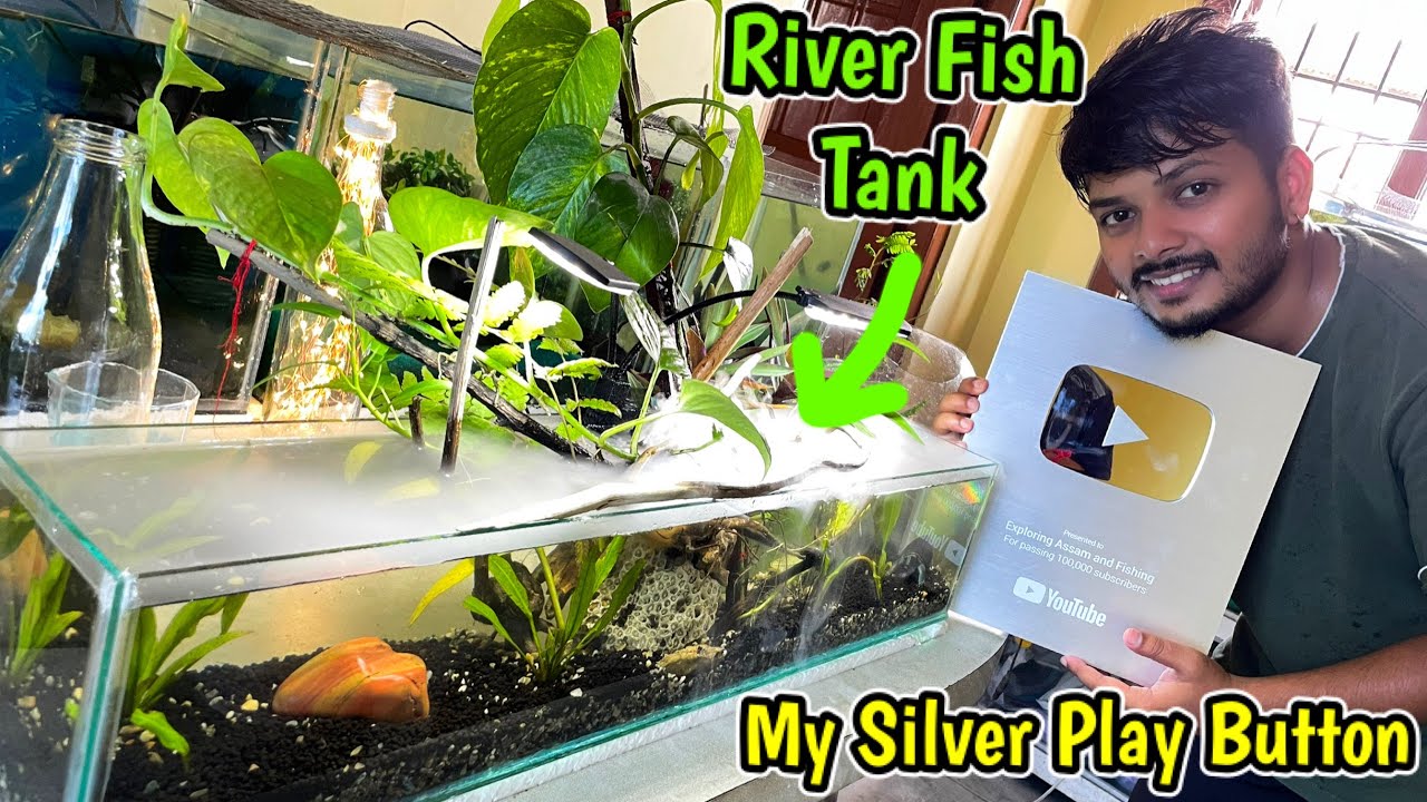 Rasbora River Fish Tank Setup and My Silver Play Button | River fish ...