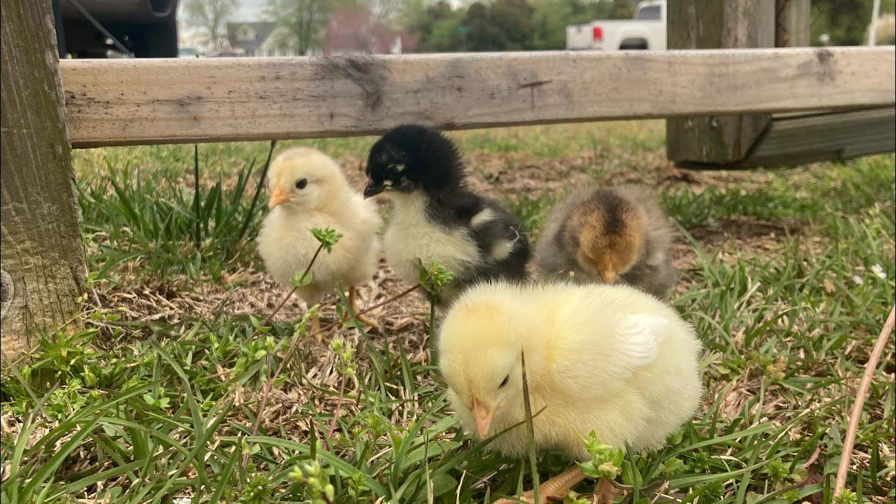 WE GOT CHICKS!!! (Check description!!) - YouTube