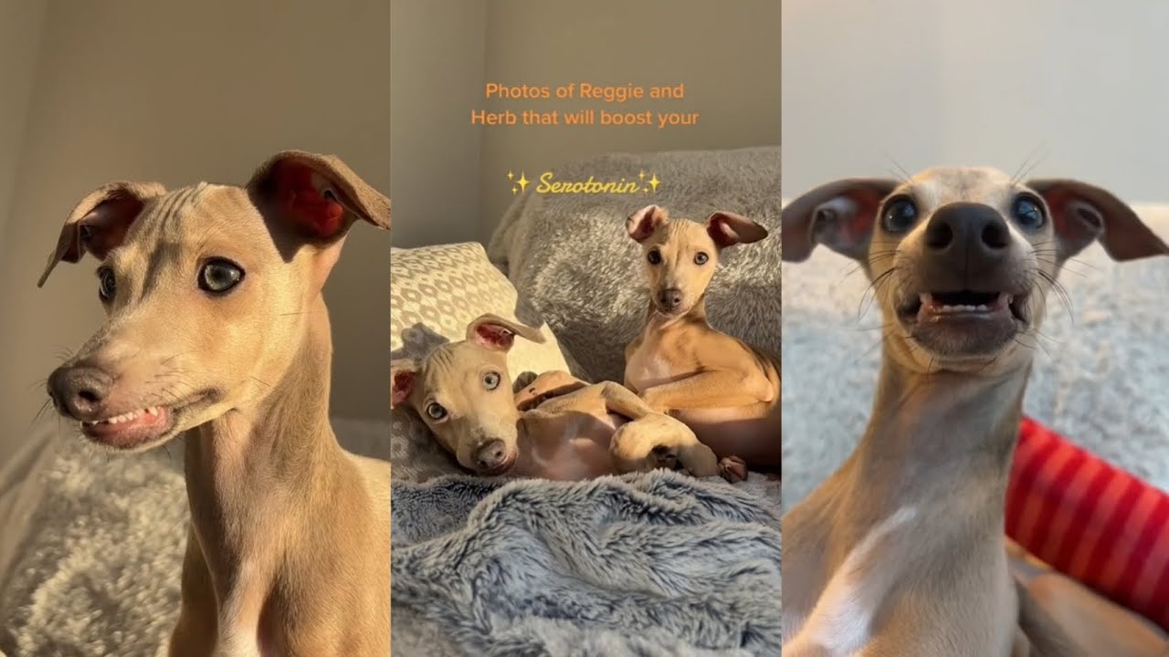 Funny Dogs Compilation 🤣😂😁😆😃😄😅#261 (dogs funny doing things try to ...