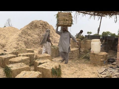 BHOOSA PRESS MACHINE in pakistan / Wheat straw in Pakistan / Rice husk ...