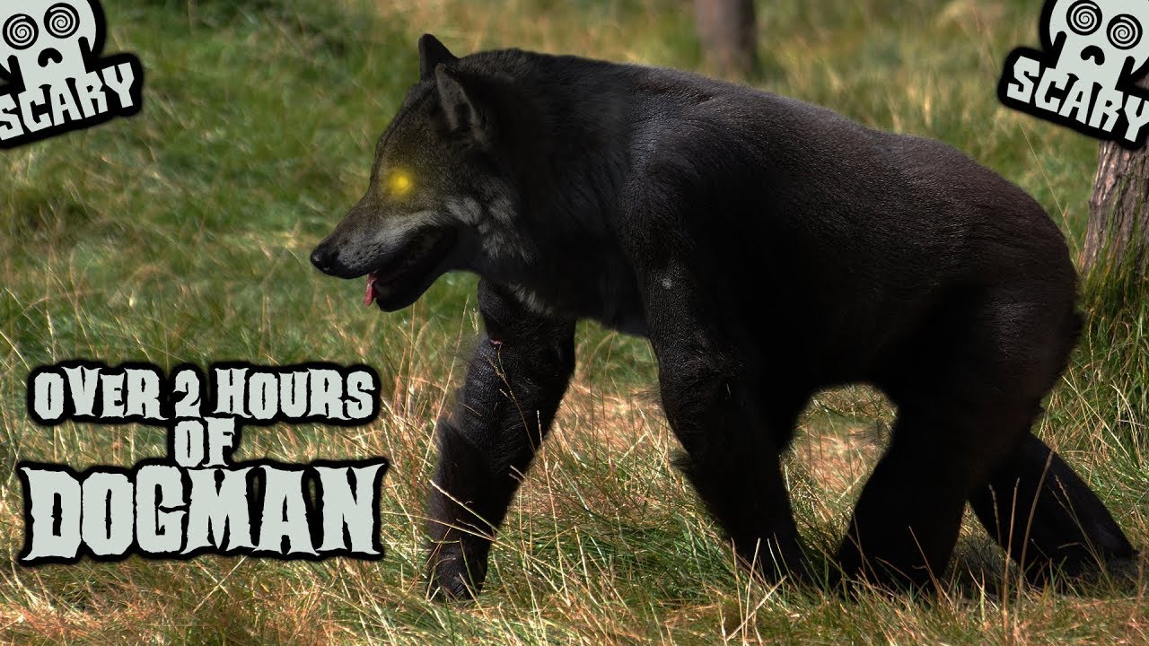 BEST OF DOGMAN 2020 (So Far) Over 2 HOURS! - YouTube