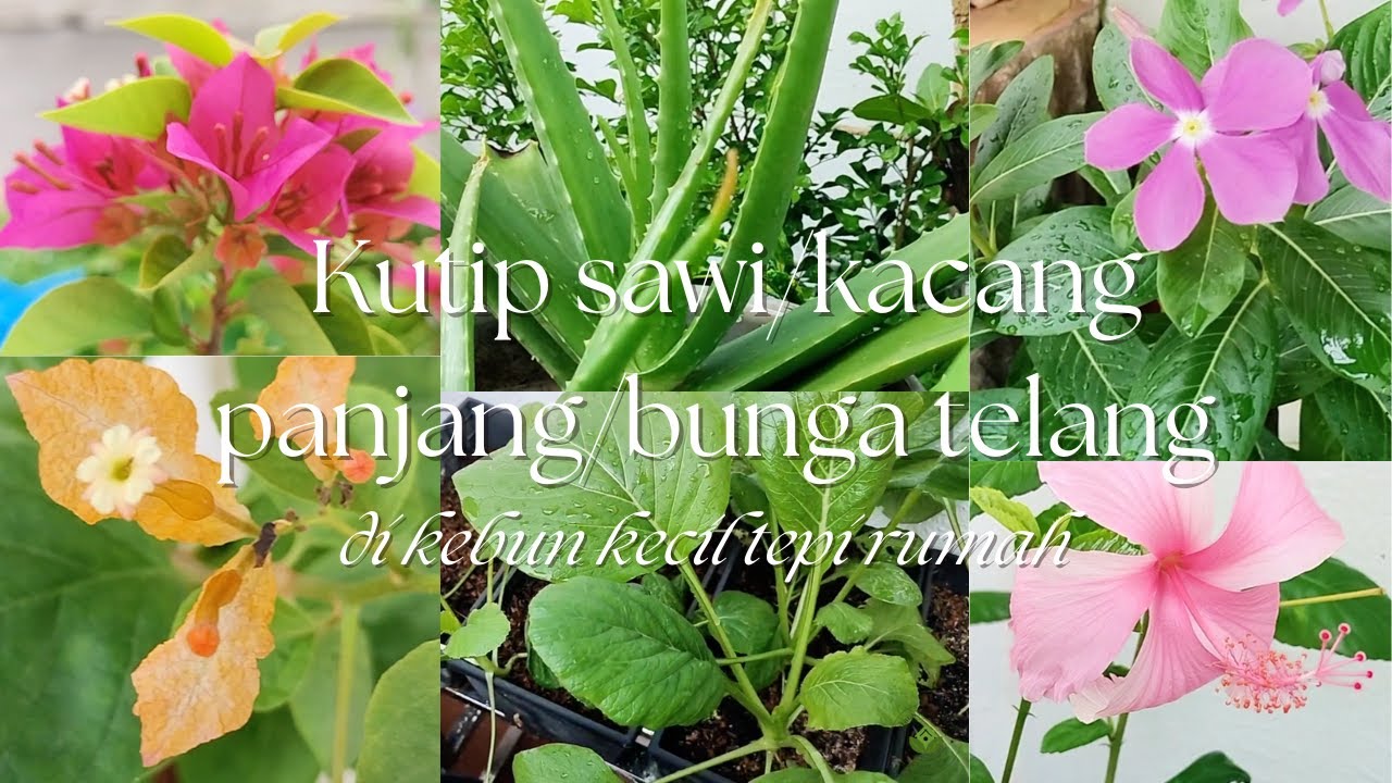 EP22 - Kutip sawi / kacang panjang / bunga telang di kebun tepi rumah ...
