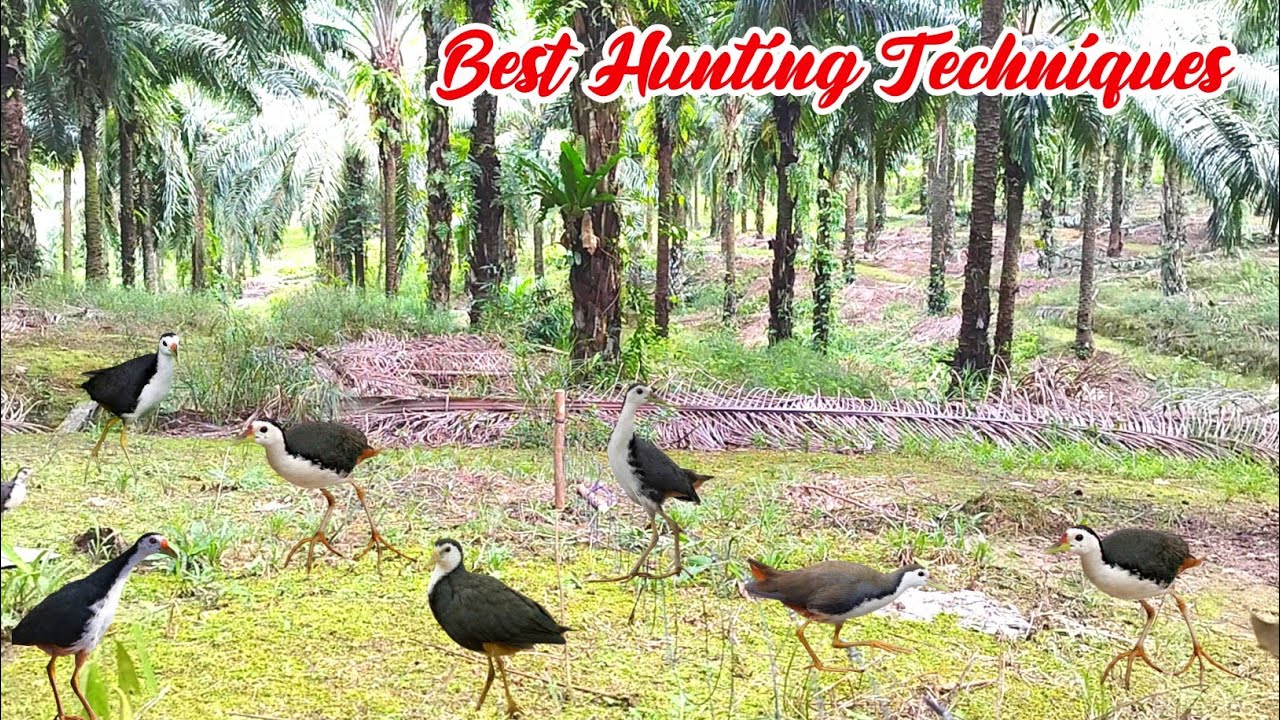 Best Bird Hunting Techniques |Easy Way To Hunting Many Wild Birds ...