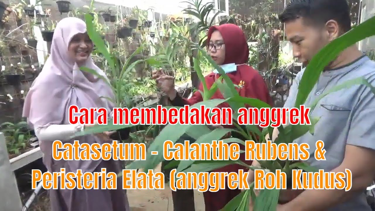 Cara membedakan anggrek Catasetum - Calanthe Rubens - Peristeria Elata ...