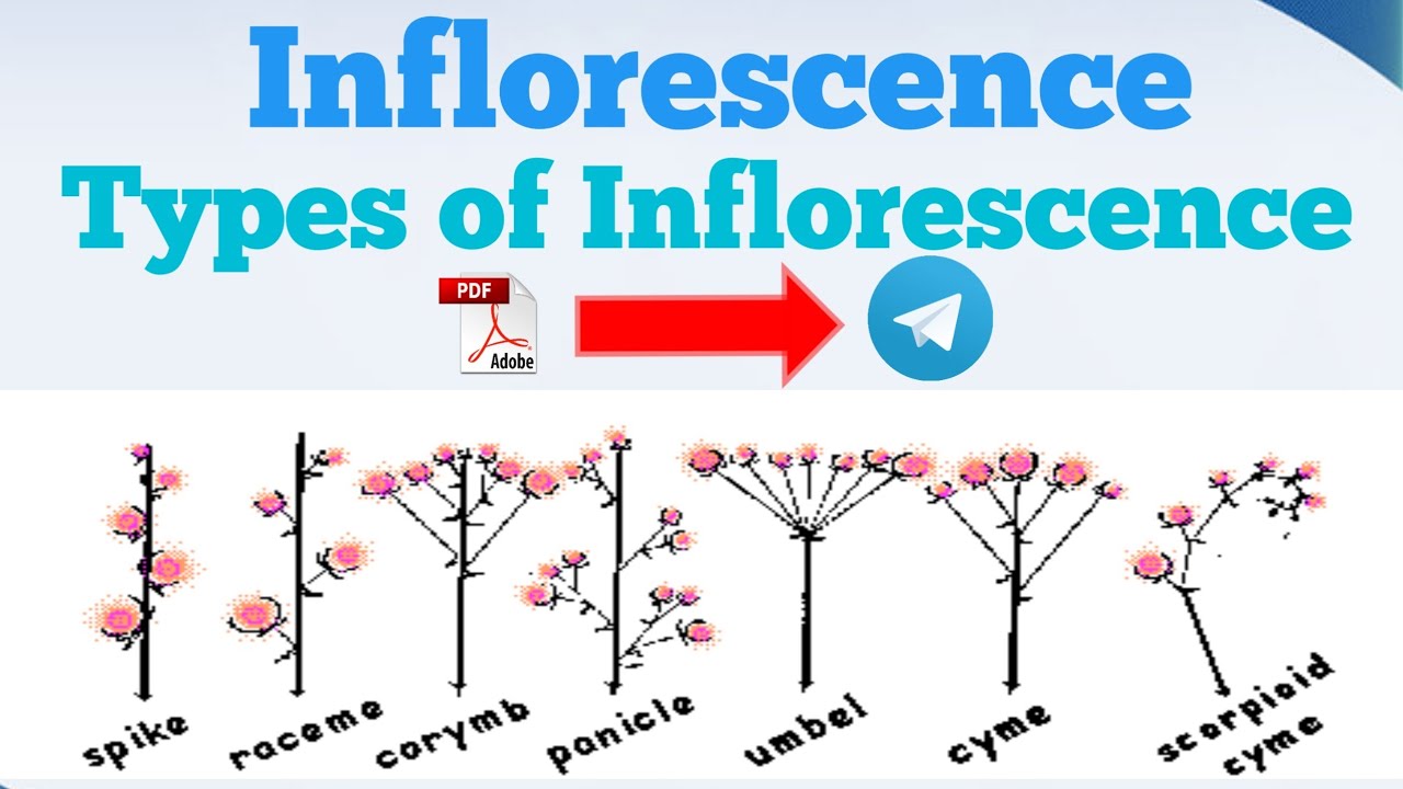 inflorescence and types of inflorescence - YouTube