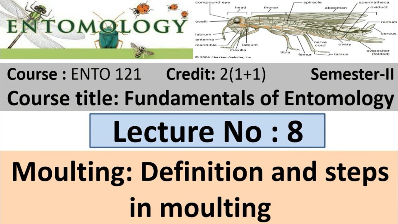 B.Sc.Agri 🌸 L - 8 🌸 ENTO 121🌸 Moulting: Definition and Steps in ...