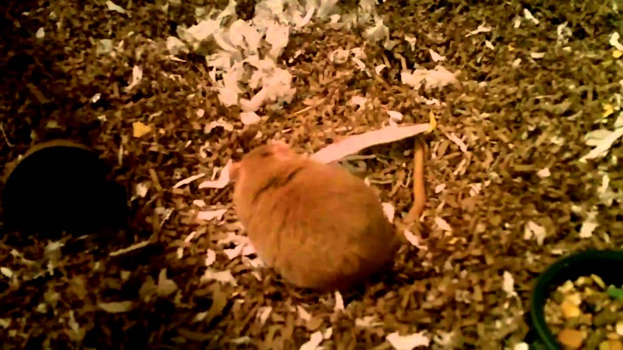 Gerbil Eats Paper - YouTube