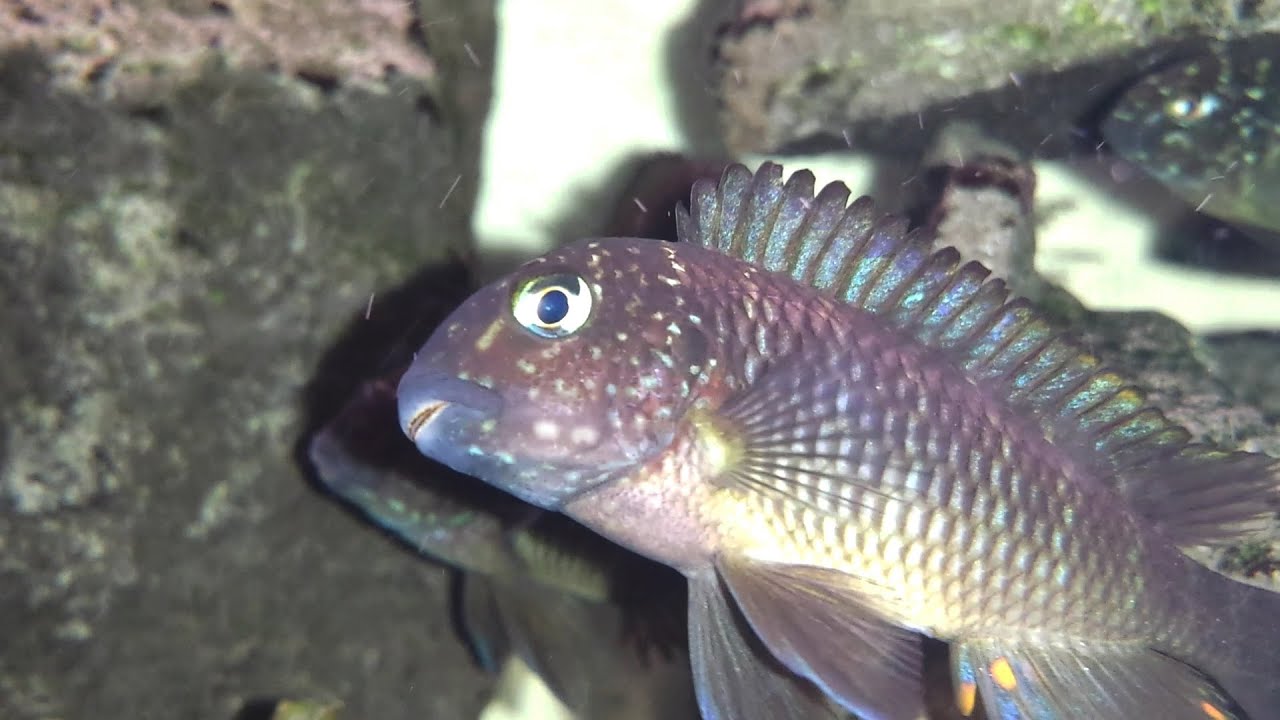 Green Murago Tropheus Moorii - YouTube