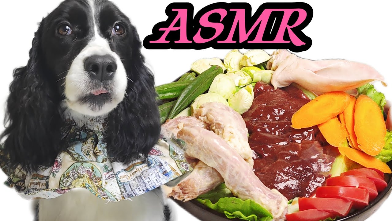 IMMERSIVE CUTE DOG ENJOY HEALTHY FEAST.FUNNY DOG FEEDING SHOW.DOG WINKY ...