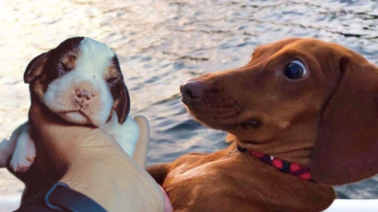 Best and Funniest Pets on the internet | Collection - YouTube