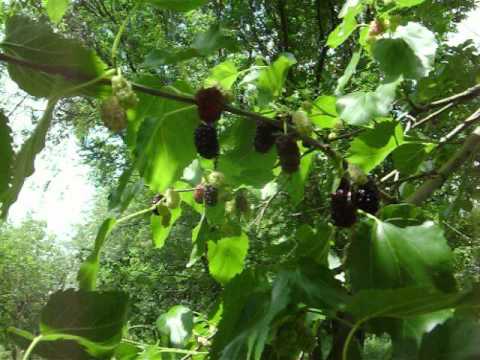Wild Berry Trees - YouTube