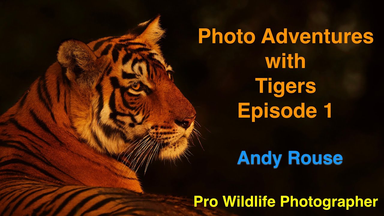 Photo Adventures with Tigers Episode 1 - YouTube
