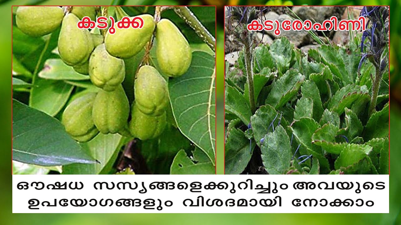 Medicinal Uses of Plant in Malayalam| കടുക്ക (Kadukka)|കടുരോഹിണി ...