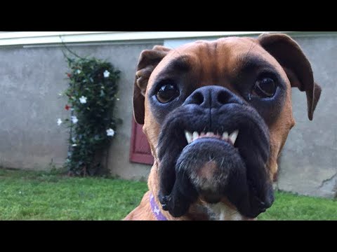 Boxers Never Fail To Make Us Laugh 🤣 Funniest Dog Videos 2025