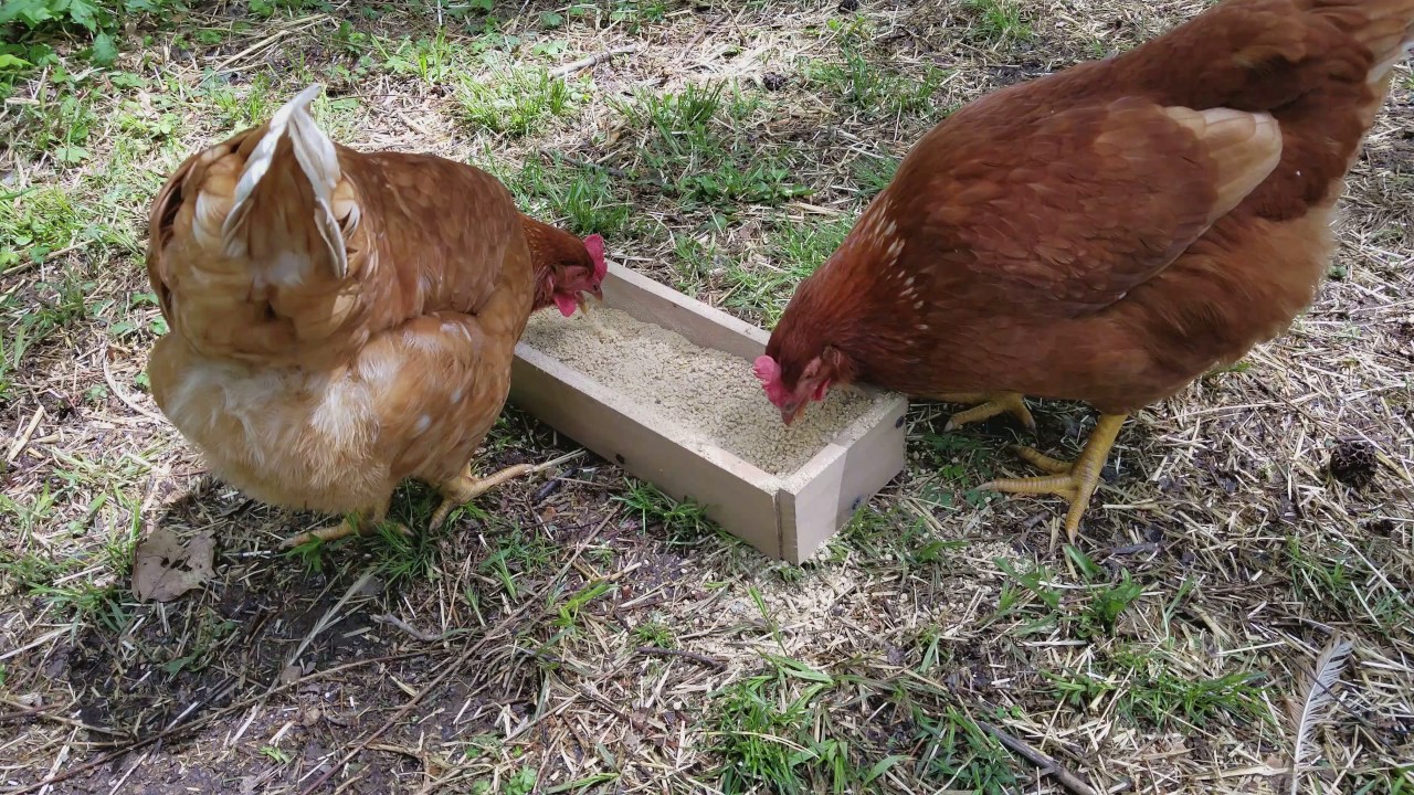 ISA Brown Chickens Eating Organic Layer Feed - YouTube