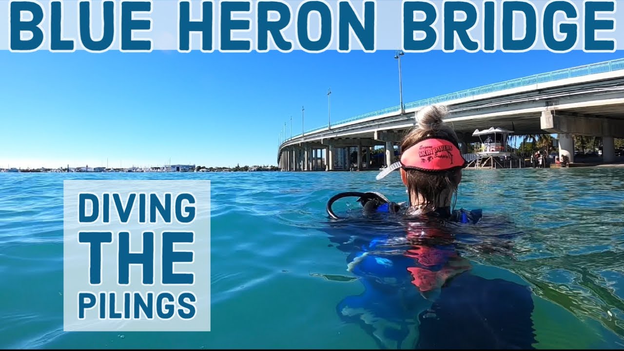 Sunday dive at Blue Heron Bridge - YouTube