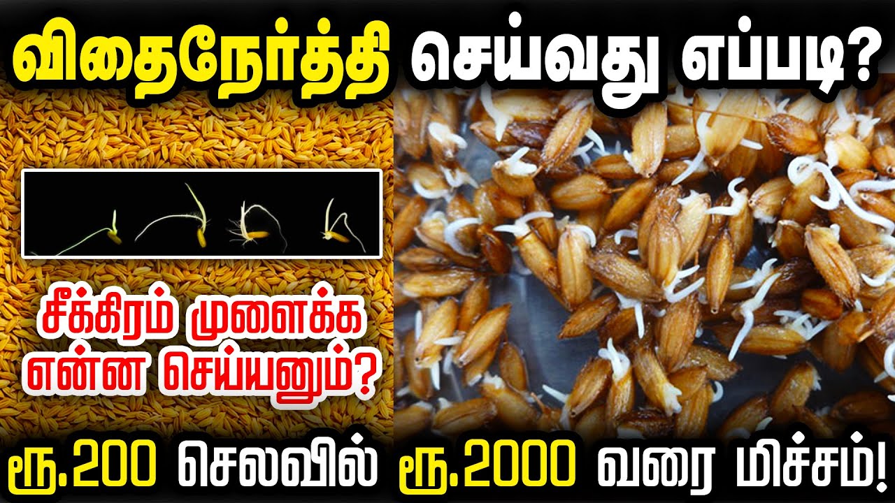 நெல்லை விதைக்கும் முன் இத செய்யுங்க! Nel Vithai Nerthi seivathu eppadi ...