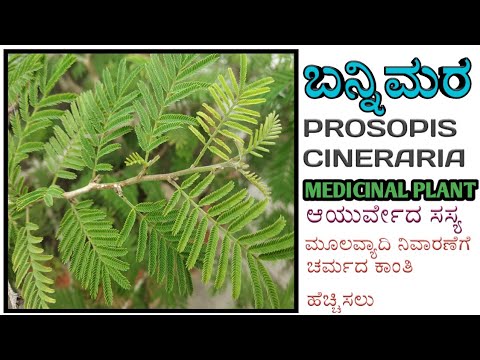 ಬನ್ನಿ ಮರ BANNIMARA | PROSOPIS CINERARIA | MEDICINAL PLANT | Ayurvedic ...
