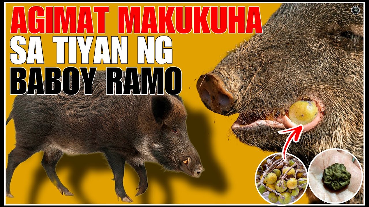 Mabisang Panggayuma, Proteksyon at Pampaswerte na Makukuha sa Tiyan ng ...