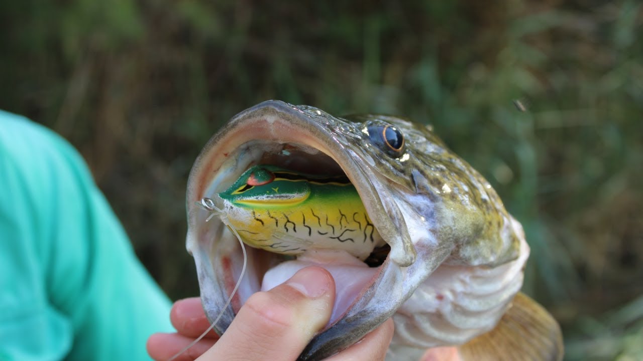Topwater Murray Cod Fishing - codaddiction ep1 - YouTube