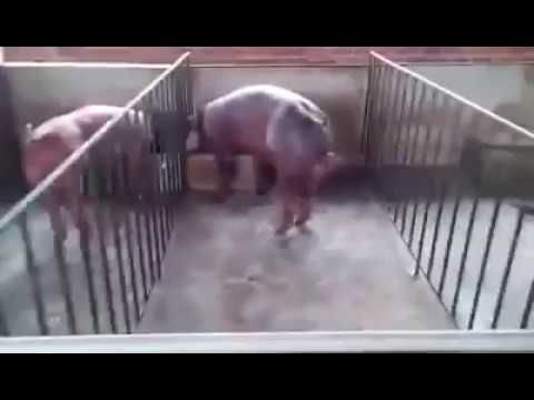 trang trại heo duroc giống - trại lợn duroc giống - bán heo đực duroc ...