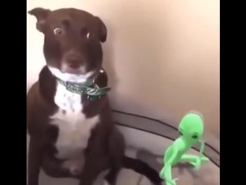 mr bubz the angry boi - YouTube