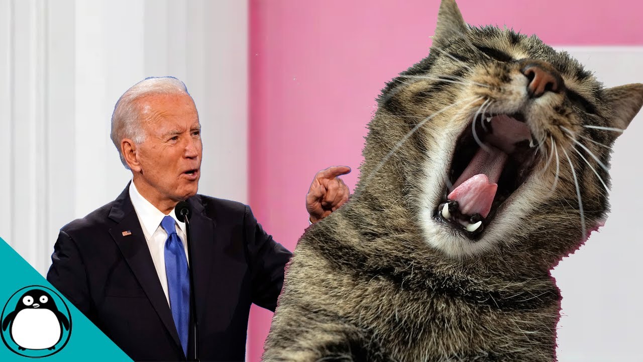 Biden Challenges A Cat To Push-Up Contest - YouTube
