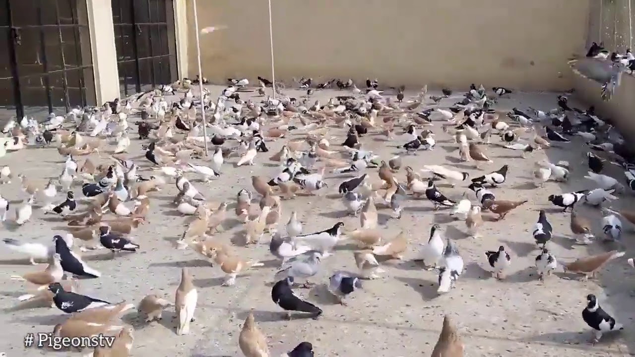 Afghan pigeons Farm 2020 - YouTube