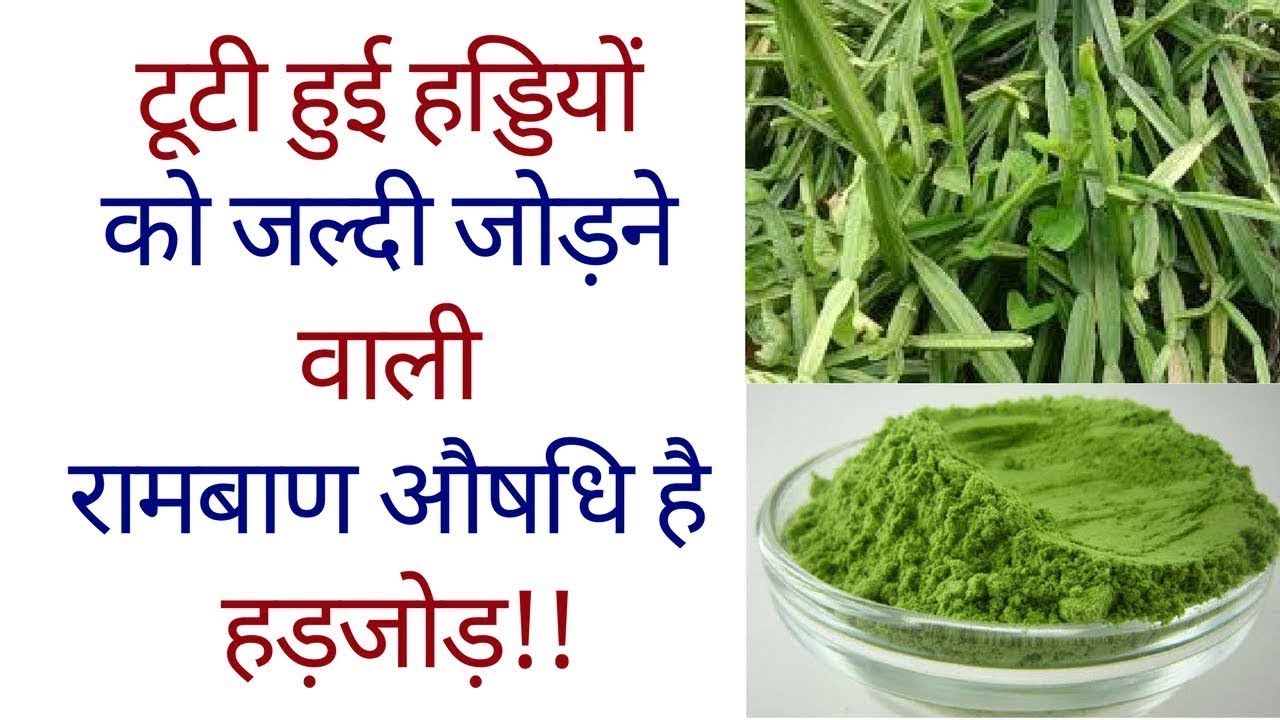 टूटी हुई हड्डियों को जल्दी जोड़ने वाली रामबाण औषधि है हड़जोड़ hadjod ...